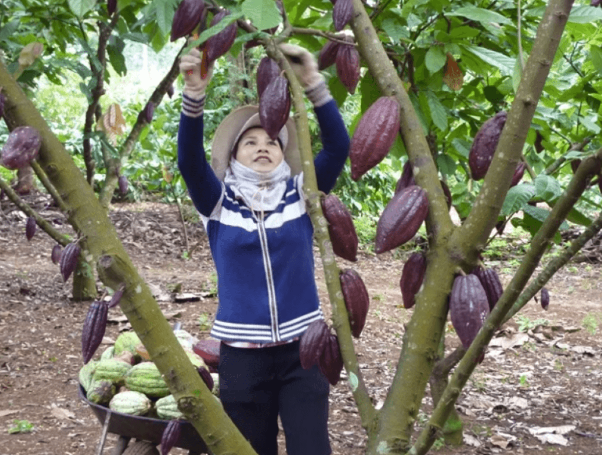 Advancing deep processing to elevate Vietnam's cacao value chain | Index.vn